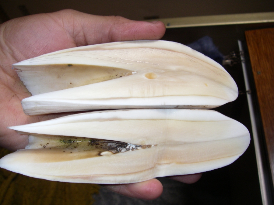 A sperm whale tooth | ARCUS Internet Media Archive
