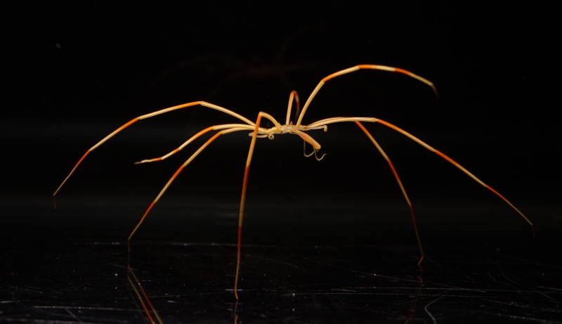 Featured Polar Media | Polar Media Archive